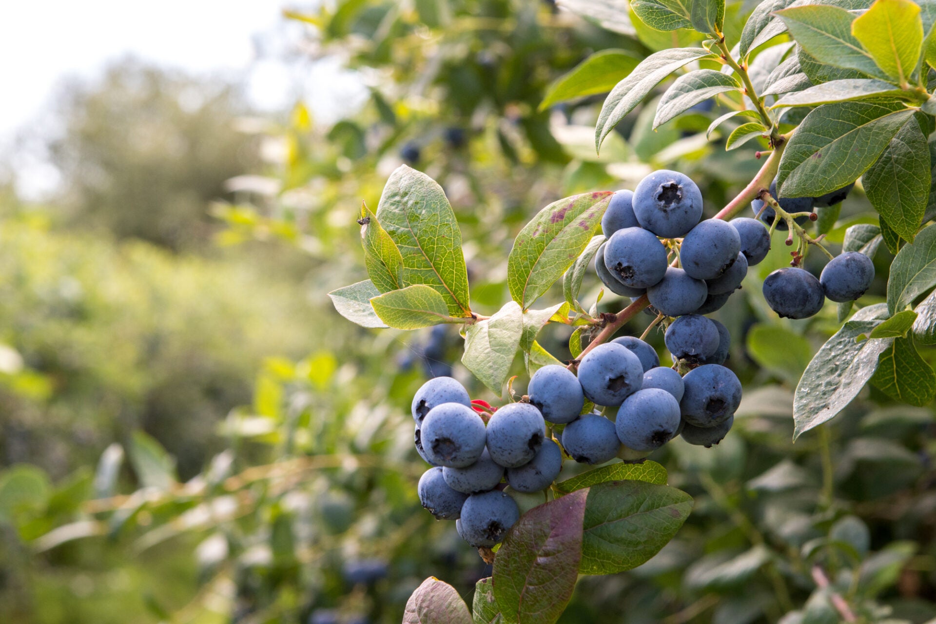 Farm Fresh Blueberries – Cupcake Royale
